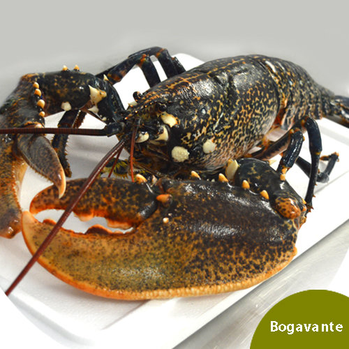 Comprar Bogavante a Domicilio | Envíos en Menos de 24h